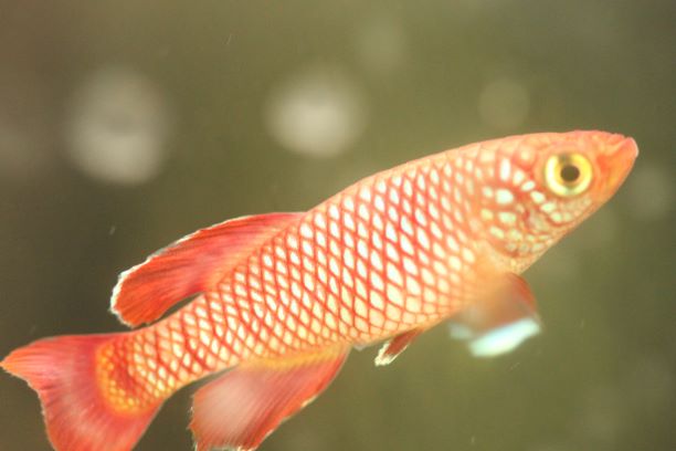 Tristan's Tropical Fish