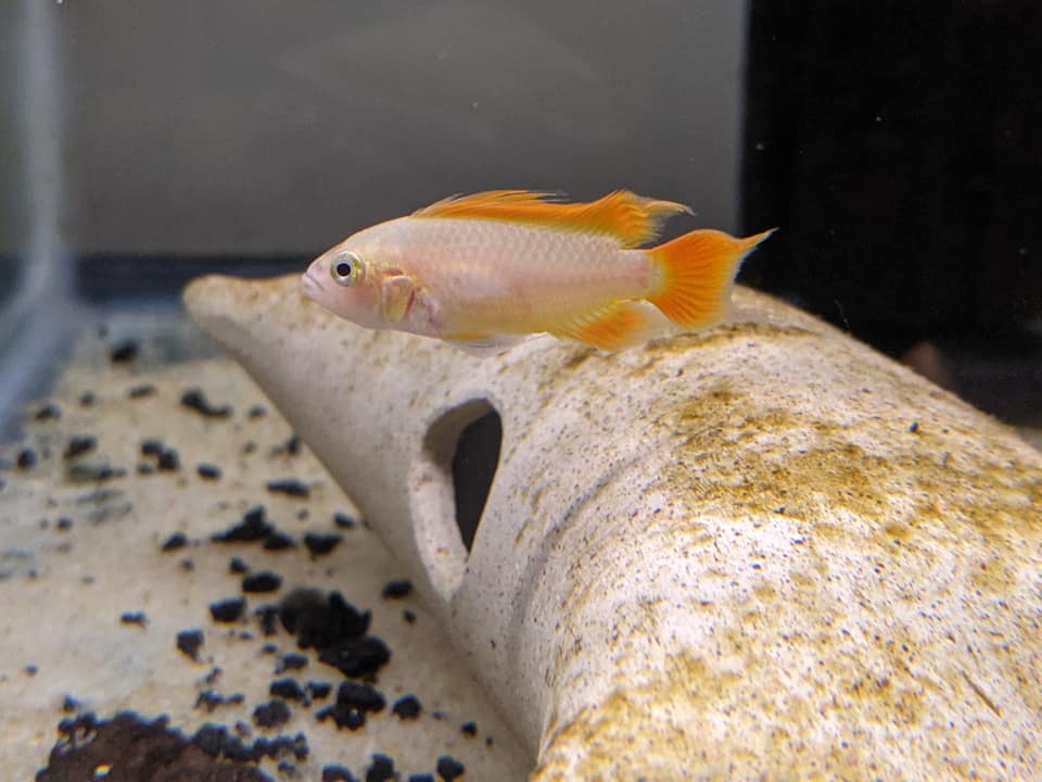 Apistogramma – Tristan's Tropical Fish