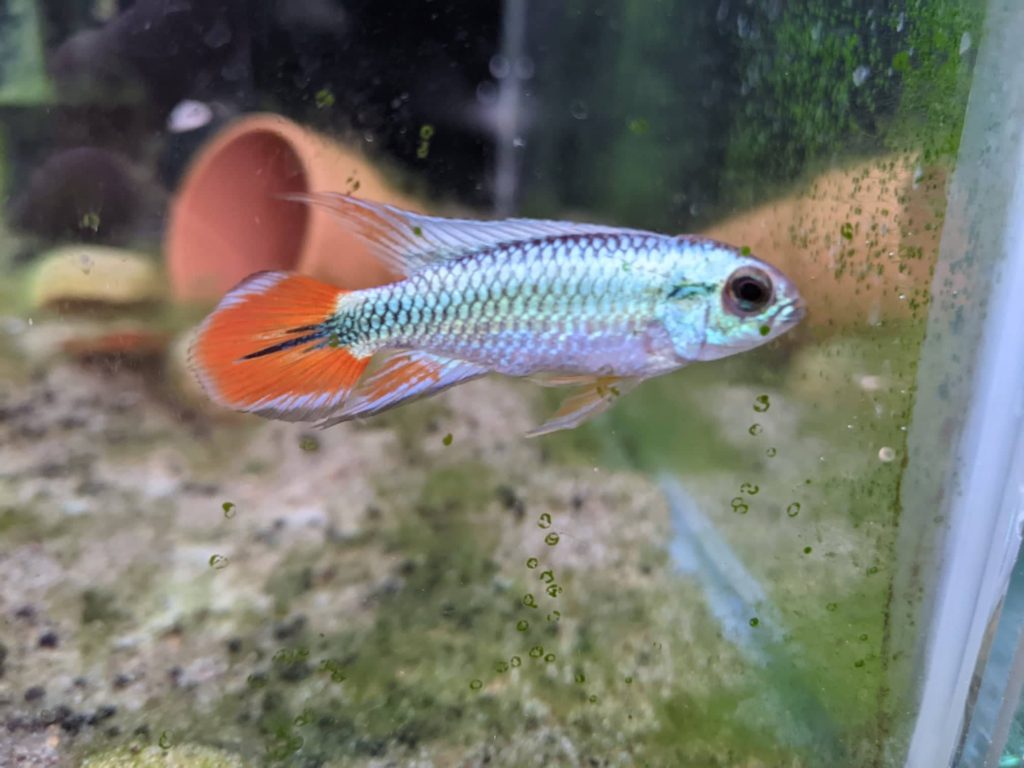 Apistogramma agassizii “Blue Flame” Pair – Tristan's Tropical Fish