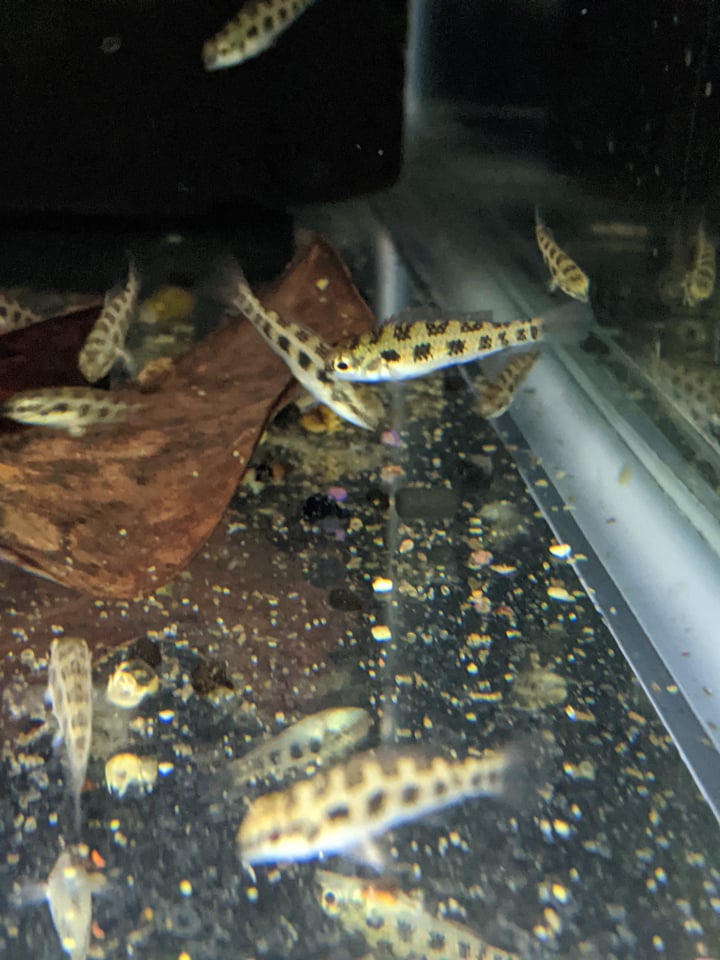 Wild Caught Dicrossus filamentosus MALES – Tristan's Tropical Fish