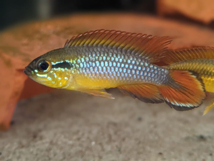 Apistogramma – Tristan's Tropical Fish