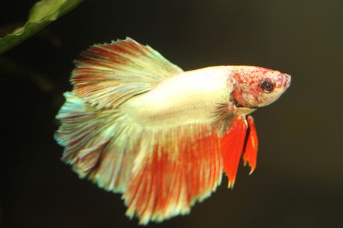 What You See Is What You Get (WYSIWYG) – Tristan's Tropical Fish