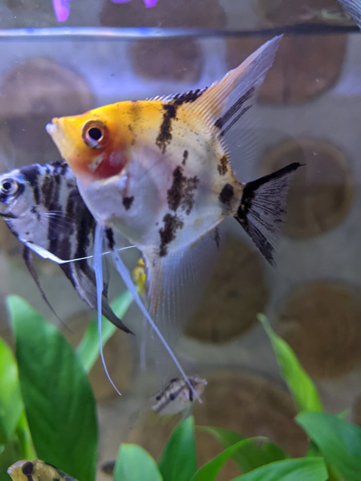 German Bred Koi Angelfish – Tristan's Tropical Fish